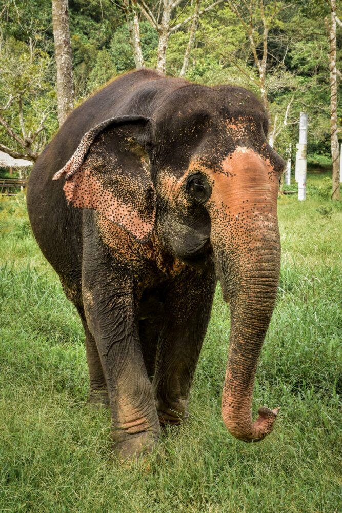 Happy Elephants: Your Guide to Visiting Truly Ethical Elephant Sanctuaries