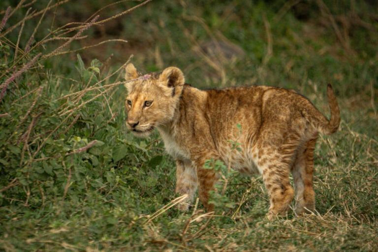 A Spectacular Serengeti Self-Drive Itinerary in Tanzania's Best Park