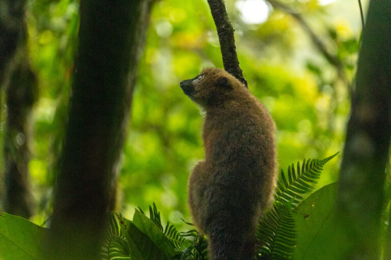 Madagascar Road Trip: Ultimate 3-Week Itinerary for Wildlife (Self-Drive)
