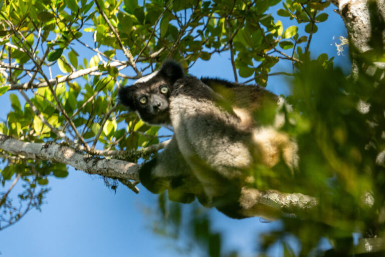Madagascar Road Trip: Ultimate 3-Week Itinerary for Wildlife (Self-Drive)